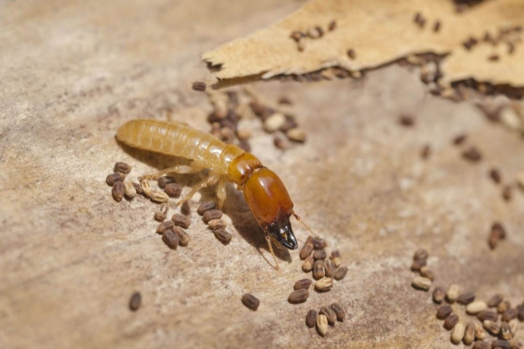 How To Protect Your Shoe Cabinet In Singapore From Destructive Termites ...